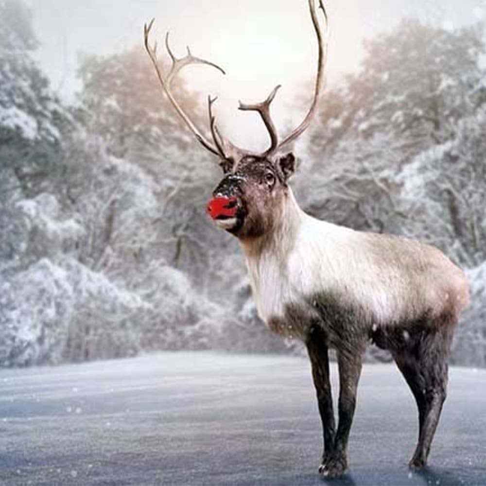 Have You Met Rudolph? - Paramount Australia & New Zealand | Corporate